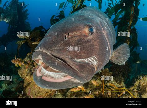 Giant Sea Bass In Kelp Forest Stereolepis Gigas Catalina Island