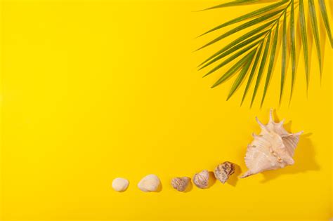 노란 배경에 야자수 잎 그림자에 야자잎과 바다 껍질에 상단 보기 해변 휴가 바다 투어 따뜻한 화창한 여름의 개념 광고 공간 개념에 대한 스톡 사진 및 기타 이미지 Istock