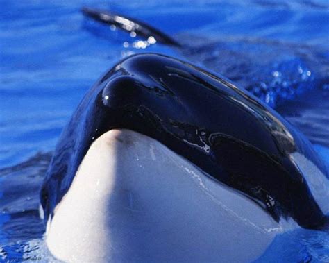 Killer Whale White Eyes