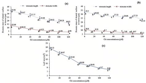 Effects On Stomata Sizes Widthlength On Both Surfaces Of Maize