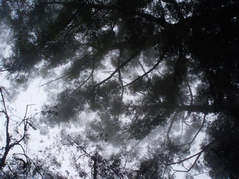 배경 화면 햇빛 나무 숲 단색화 자연 하늘 눈 겨울 분기 아침 안개 분위기 동결 구름 잎 날씨