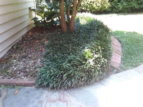 Shoots And Matters Monkeying Around With Monkey Grass Monkey Grass