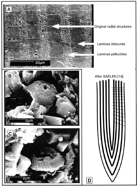 A Sem Picture Of Belemnite Rostrum B Sem Picture Of Bulk Rock Sample