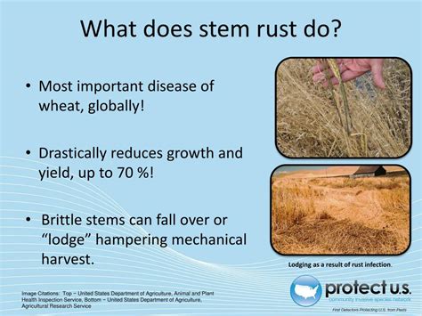 PPT Wheat Stem Rust Ug99 Recognition Risk And Response PowerPoint Presentation ID 1675652