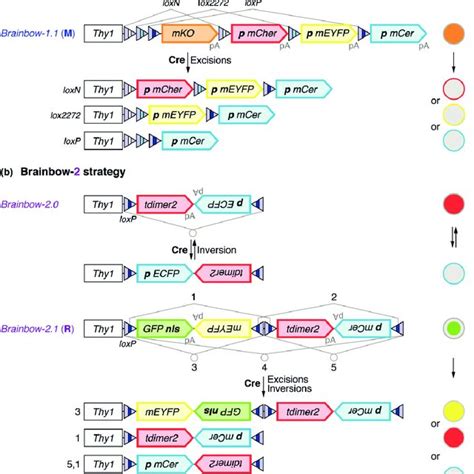 Principles Of Mouse Brainbow Blueprints A Brainbow 1 Strategy