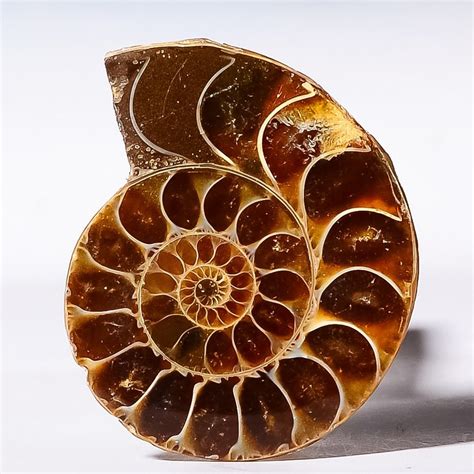Ammonit Fossil Gemstone Ammonit Fossil Gemstone Ammonit Fossil