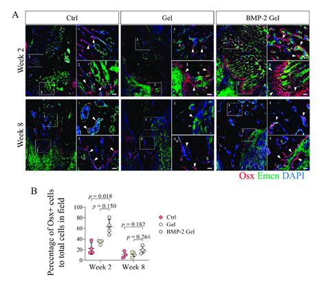 Bmp 2 Increased The Number Of Osterix Osx Osteoprogenitor Cells