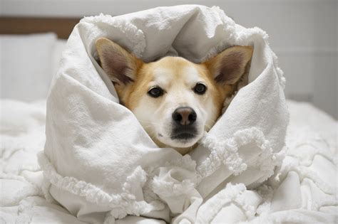 Que Frio Es Demasiado Frio Para Los Cachorros