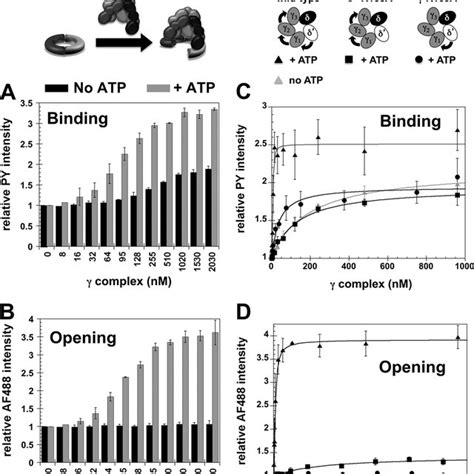 Structure Of The Mutant Used In The Clamp Opening Assay A The Ribbon