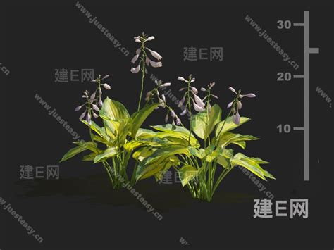 赛菊芋模型SU模型下载 ID 110908088 建E室内设计网