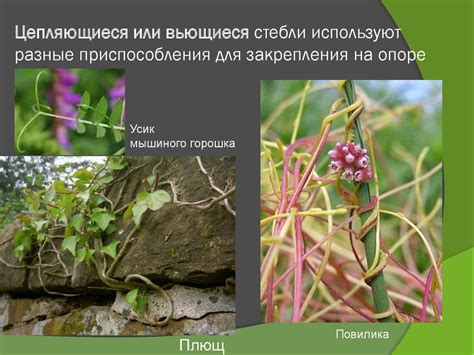 Стебель Лекция 8 презентация онлайн