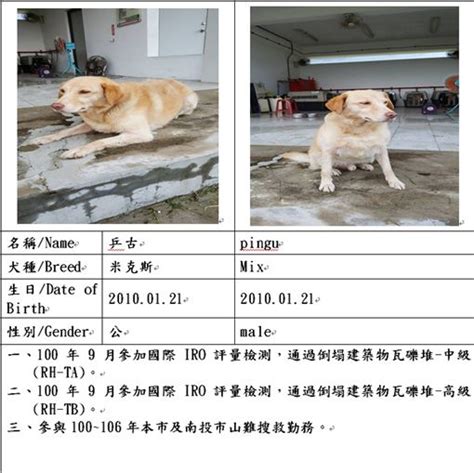 新北消防6搜救犬退役 開放認養尋找好歸宿 社會 三立新聞網 Setncom