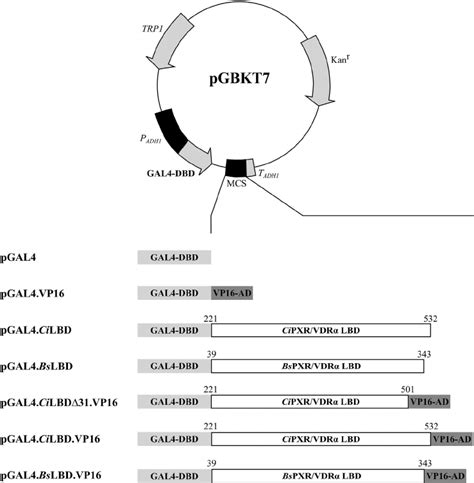 Schematic Representation Of The Plasmid Encoded Fusion Genes Chimeric Download Scientific