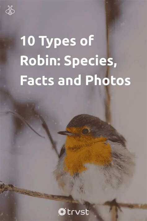 Types Of Robin Species Facts And Photos