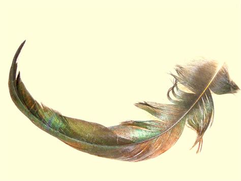 Montys Lost Tail Feather Photograph By Christine Simmons Pixels