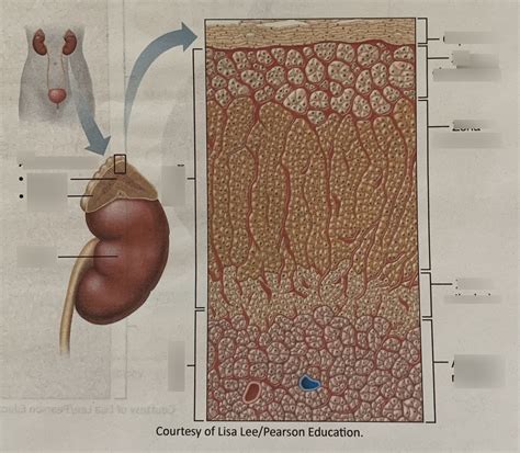 Adrenal Glands Diagram Quizlet