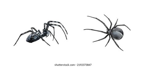 Tiny Magic Spider Drawings