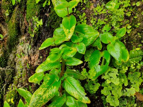 Microchirita Hamosa Eflora Of India