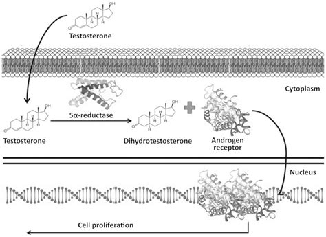 5 Alpha Reductase Deficiency