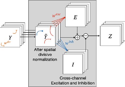 Figure 1 From Bio Inspired Learnable Divisive Normalization For Anns