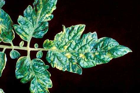 How To Control Mosaic Virus On Tomatoes The Garden Of Eaden