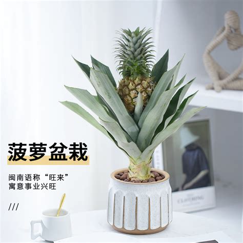 菠萝盆栽凤梨带果室内花卉植物表白神器送礼趣味水果苗好养可食用虎窝淘