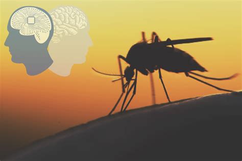 GitHub Netsatsawat Malaria Detection Repository To Demonstrate The Use Of Transfer Learning