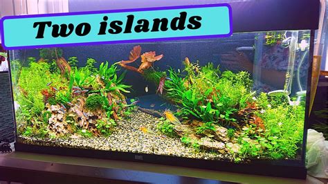 Step By Step Aquascaping Tutorial Two Islands Planted Aquarium