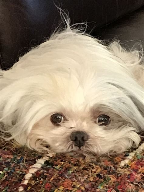 Shitsu Dogs Animals Pet Dogs Doggies