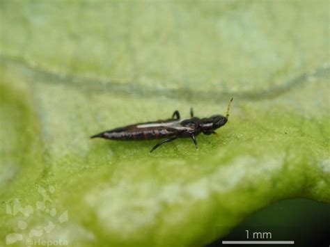 ハナクダアザミウマ Haplothrips kurdjumovi Karny 1913 長坂蛾庭