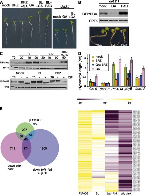 Br Dependent Phosphorylation Modulates Pif4 Transcriptional Activity