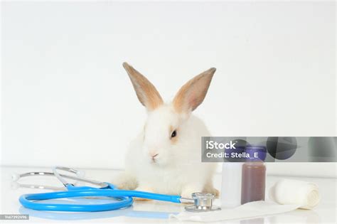 흰색 배경에 긴 갈색 귀가있는 귀여운 흰색 토끼 의사의 청진기및 의학 수의학 의료 장비 및 팻 개념이있는 사랑스러운 토끼 0명에
