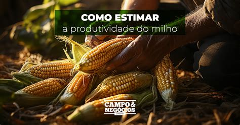 Como Estimar A Produtividade Do Milho Revista Campo And Negócios