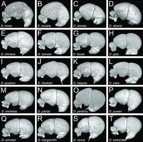 Diagnostic Plate Showing Still Images From Surface Volume Renderings Of Download Scientific