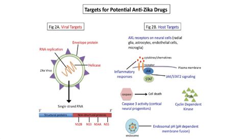 Targets For Potential Anti Zika Drugs Panel A Depicts Possible Viral