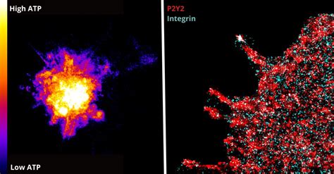 Barts Cancer Institute Queen Mary University Of London On Linkedin Purinergic Gpcr Integrin