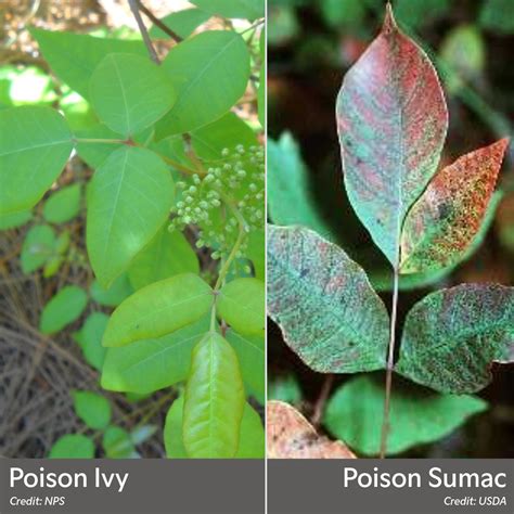 Poison Ivy And Poison Sumac Aultman Blog Aultman