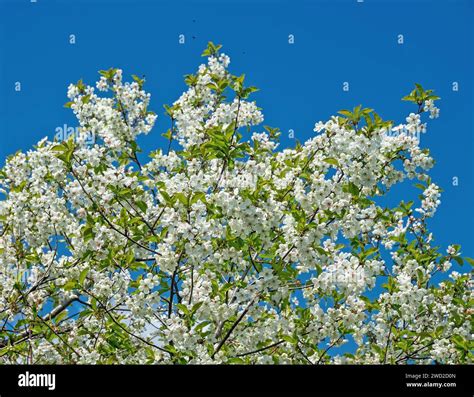 Steppe Wild Frutescent Cherry Prunus Chamaecerasus Cerasus Fruticosa