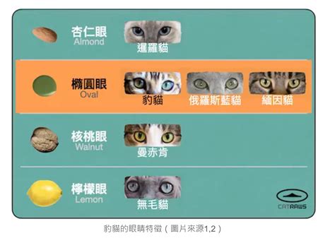 貓生catraws／關於豹貓（孟加拉貓） 小白故事 幼犬貓買賣知識分享 合法寵物店