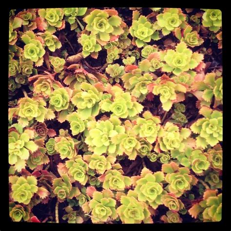 Succulents Photo By Genevieve Schatz