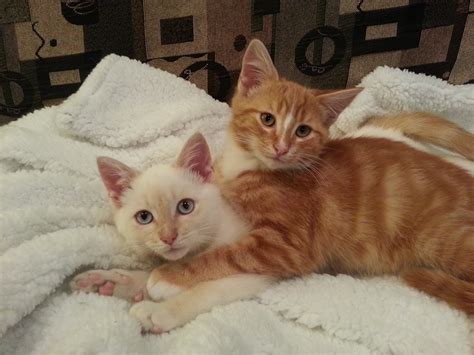1920x1080 Wallpaper 2 Orange Tabby Cats Peakpx