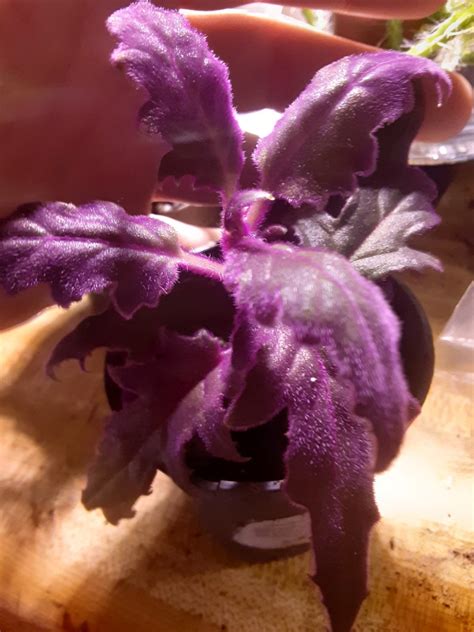 Purple Passion Plant Live Houseplant Plant Etsy