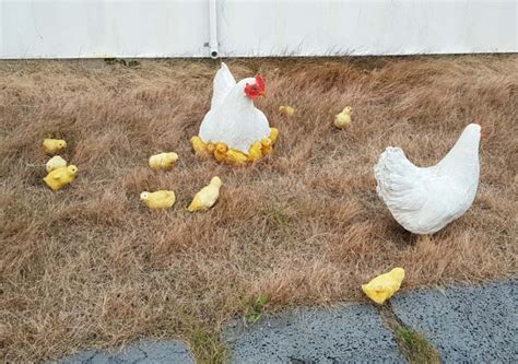 암탉과 병아리 01 류종원 갤러리 그누보드5