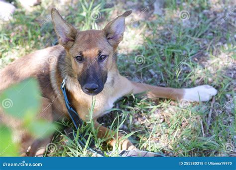 Foto De Corpo Inteiro Do Cachorro Grande Pelado Em Fundo De Grama Verde