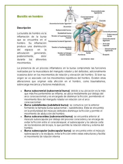 Bursitis En Hombro Pdf Hombro Medicina Clinica