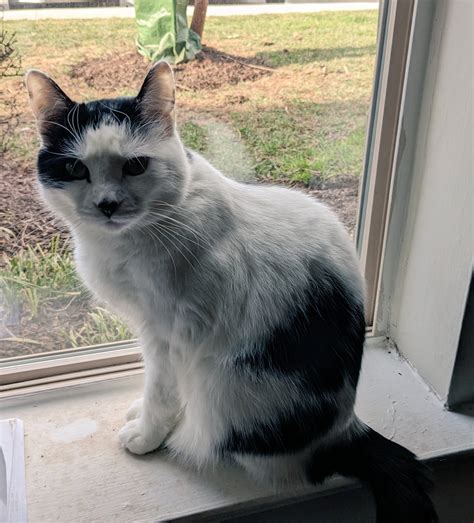 Missy The Bobtail On Twitter RT GumballsNewHome Distracted From