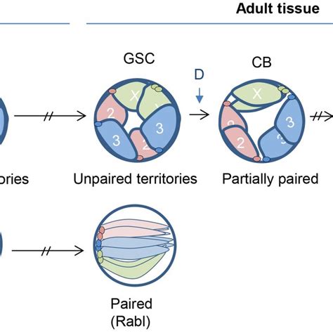 Model For Germline Nuclear Organization Once A Germline Cell Fate Is
