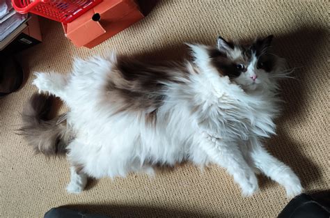 My Fluffy Boi Rcats