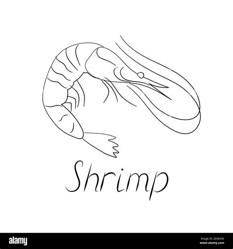 Shrimp Prawn Illustration And Hand Written Inscription Vector Logo