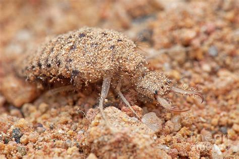 Antlion Larva Photograph By Melvyn Yeoscience Photo Library Pixels